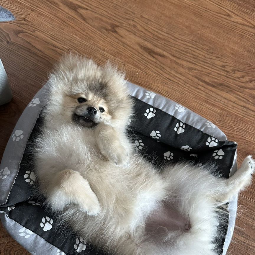 Померанский шпиц