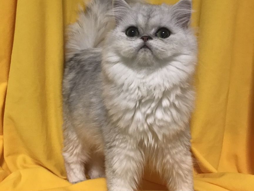 Шотланская кошка серебристая шиншилла