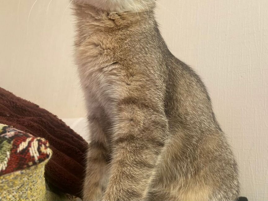 Абиссинский кот