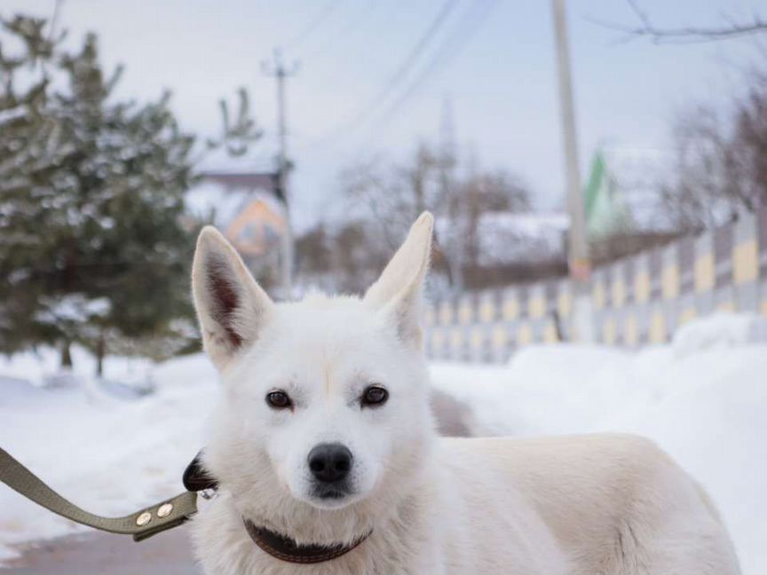 Белка, собака 3-х лет ищет дом