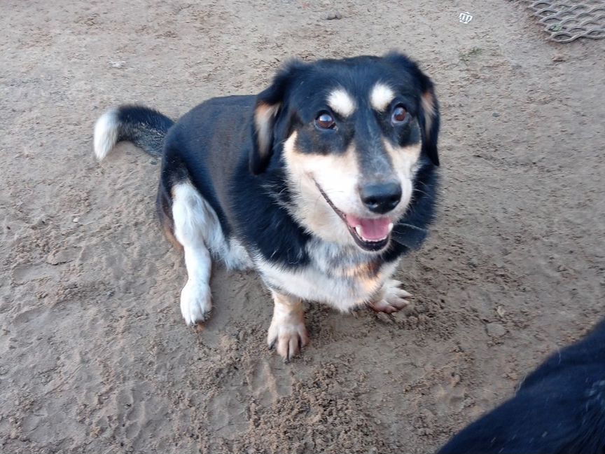 Коротколапый собака в добрый руки