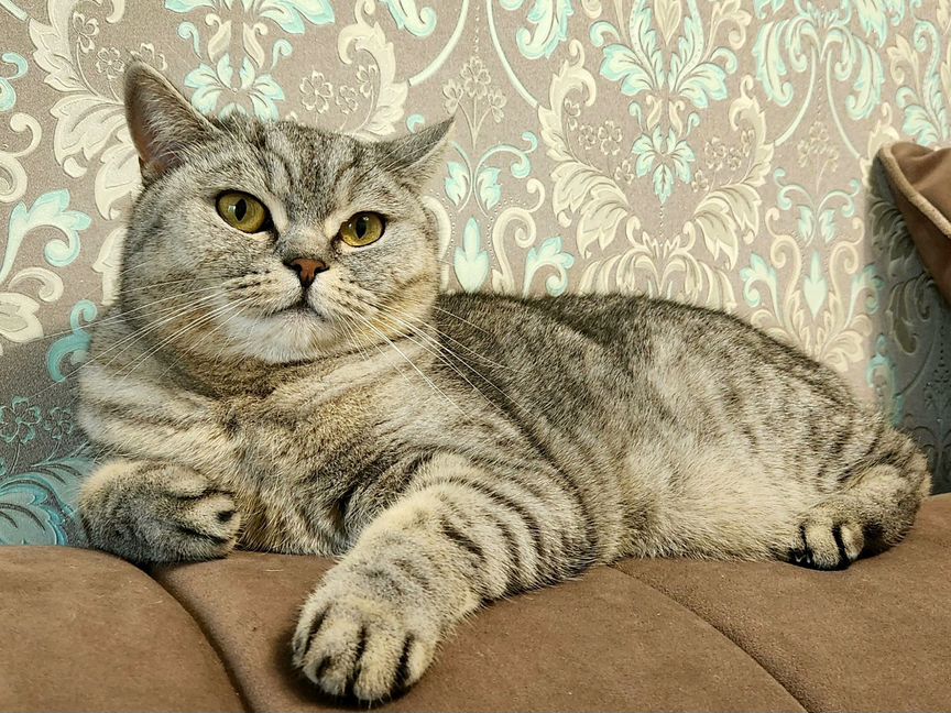 Шотландская кошка
