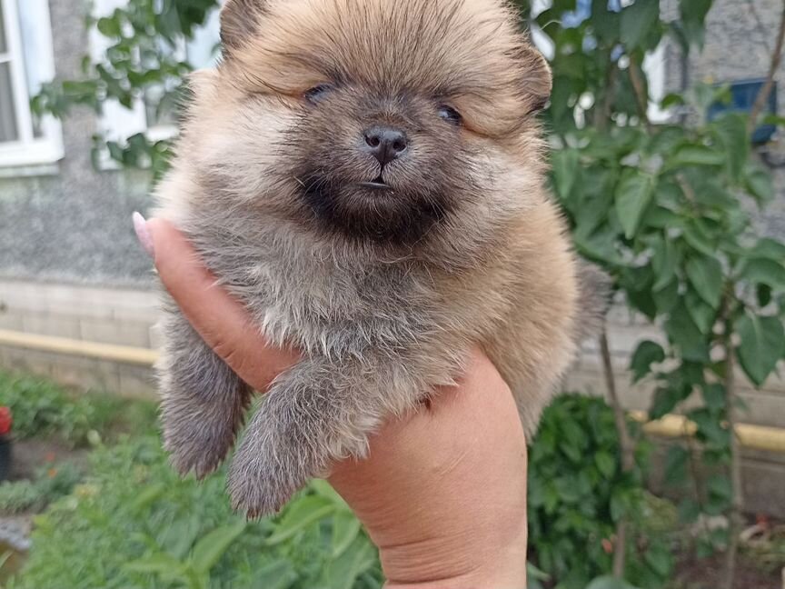 Померанский шпиц щенки