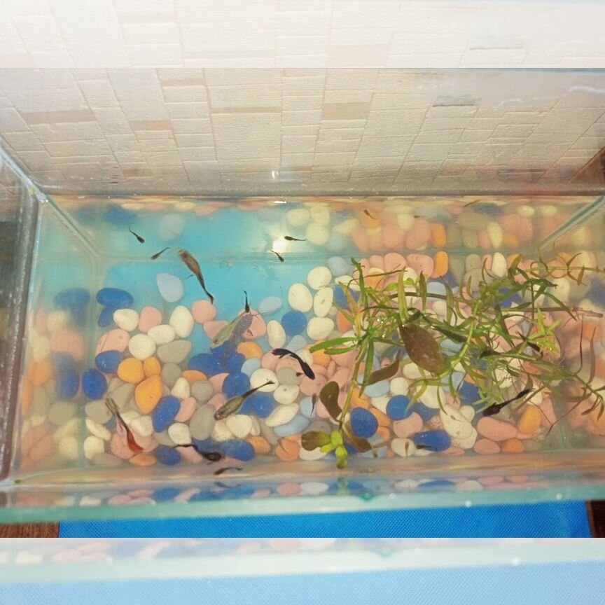 Мальки рыбок гуппи