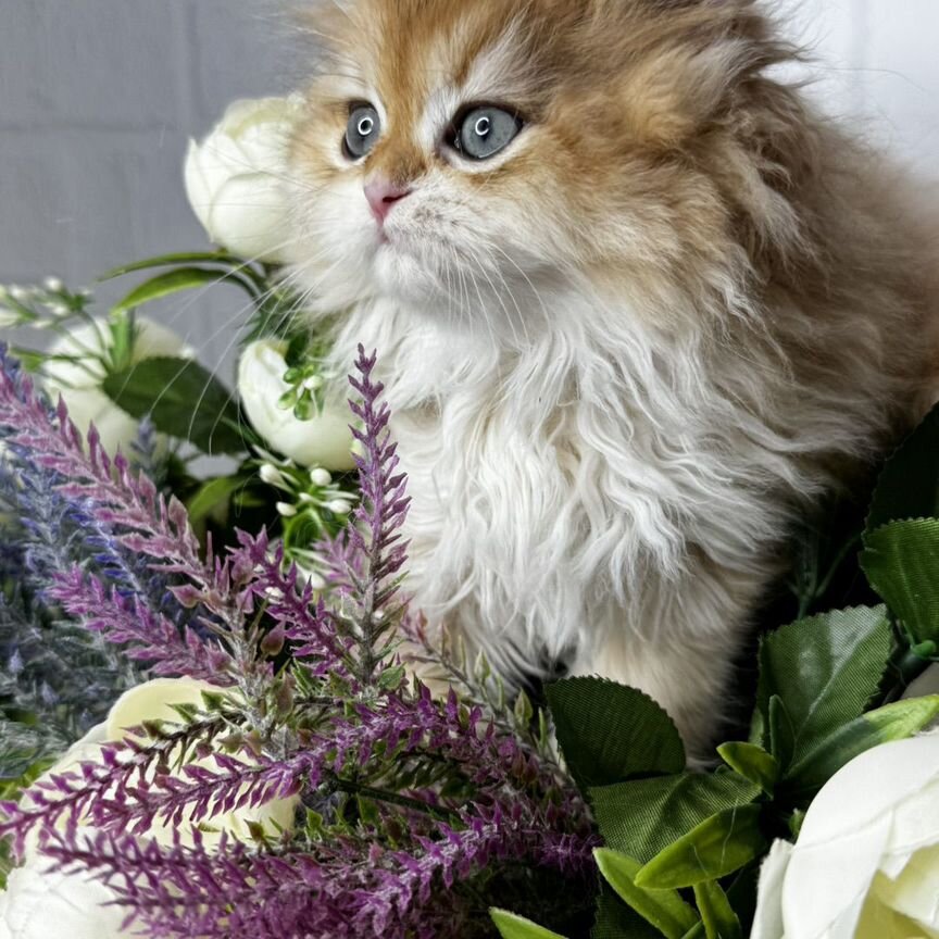 Золотая шиншилла