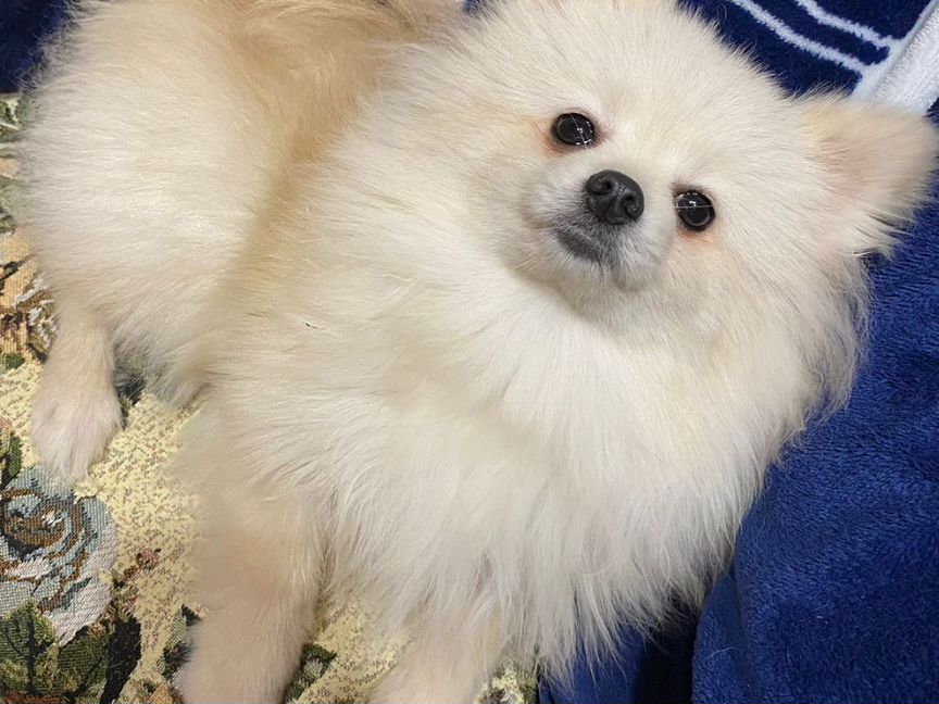 Померанский шпиц