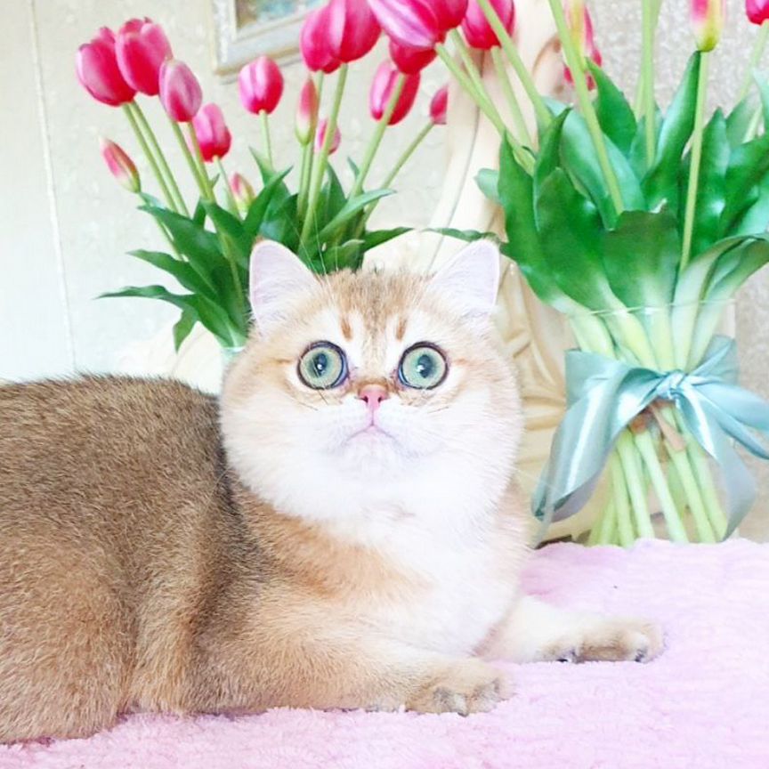 Британский короткошёрстный котёнок