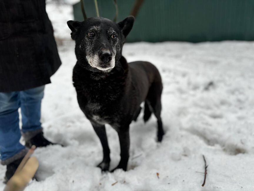 Собака в добрые руки бесплатно ищет дом из приюта