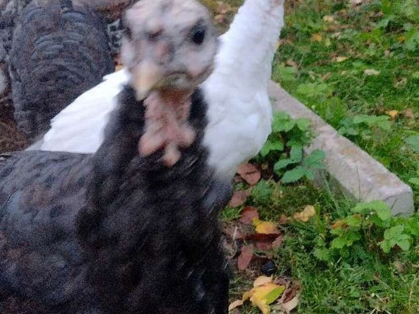 Индюки и индюшки