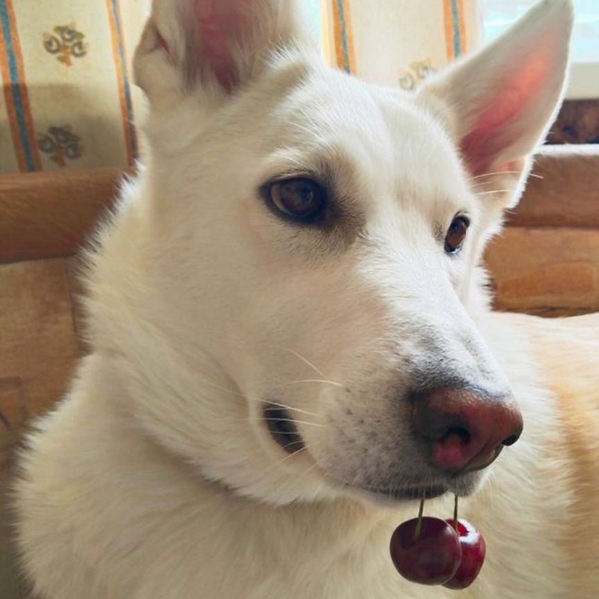 Отдам в добрые руки лайку с помесью 4мес