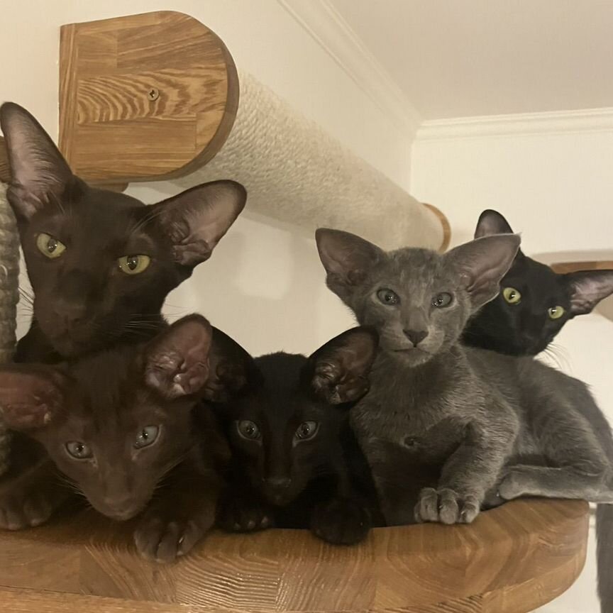 Ориентальные котята