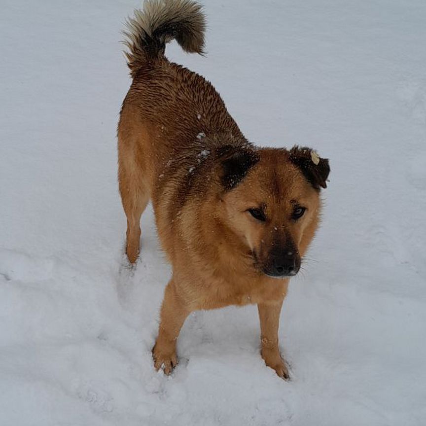 Взрослый пёс в добрые руки