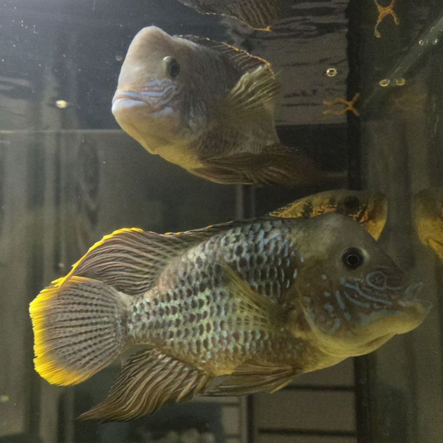 Акара бирюзовая самец