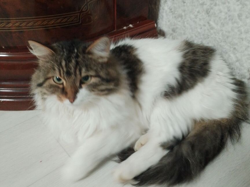 Кошка собачка