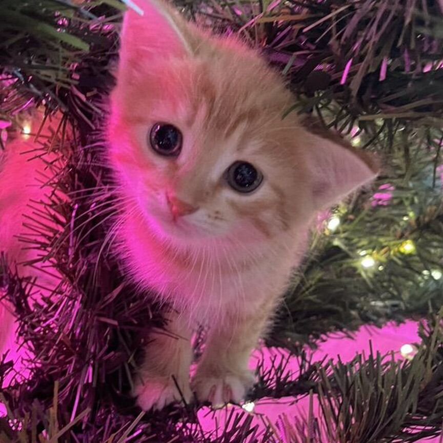 Котёнок в добрые руки