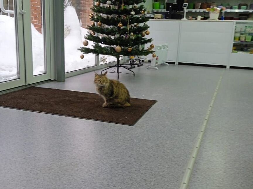 Кошка