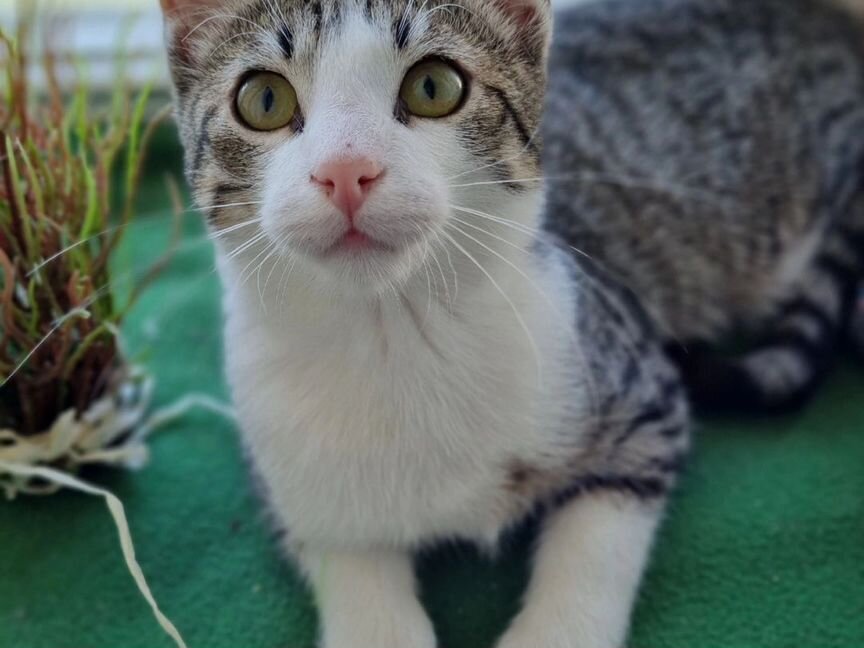 Котенок Степашка