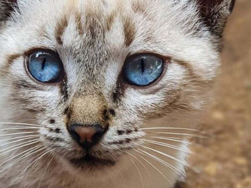 Продаётся котенок Охос азулес