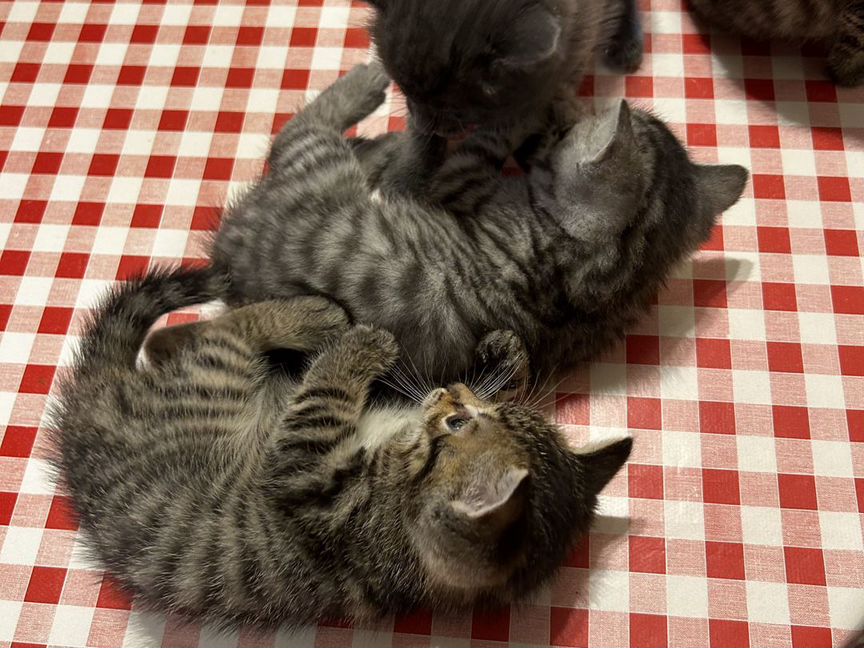 Котята малыши ищут новый дом)