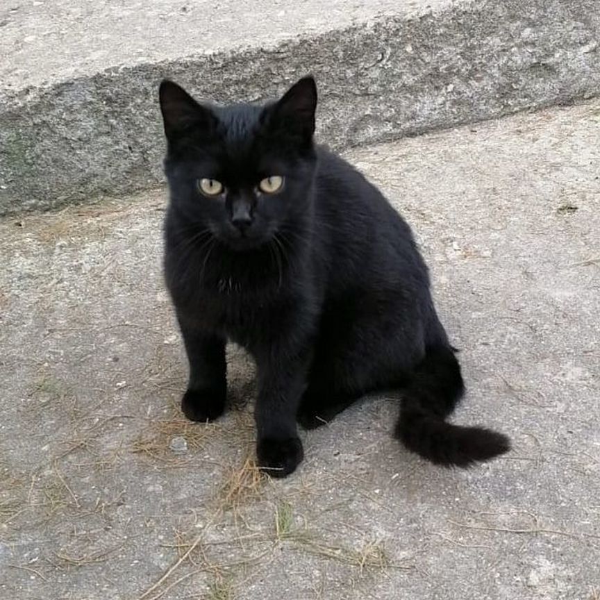 Отдам в добрые руки котика