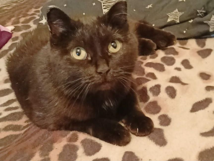 Молодая кошка в добрые руки