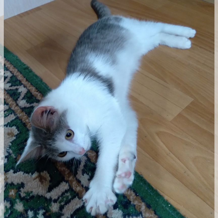 Котёнок в добрые руки