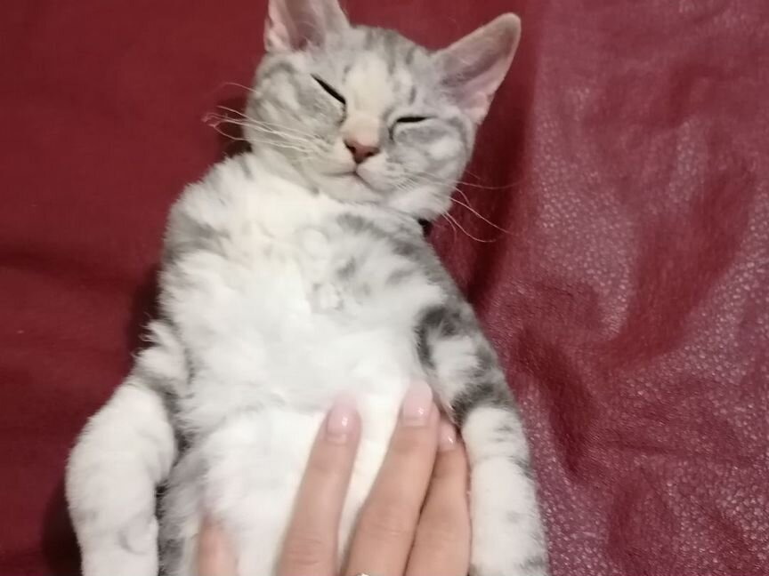 Отдам кошечку и котика в добрые руки