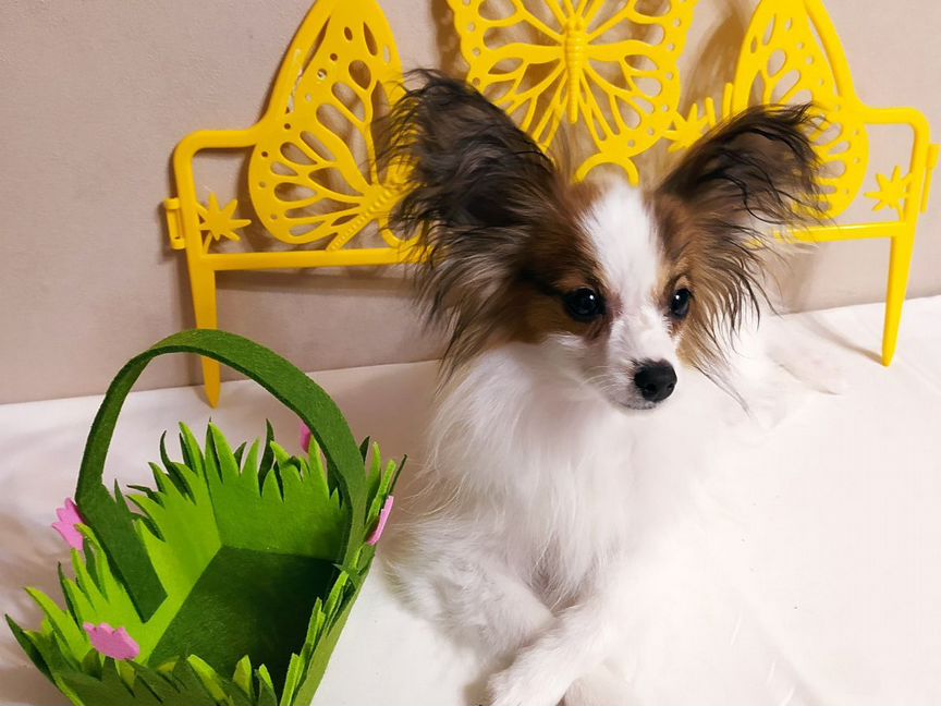 Щенки папийона