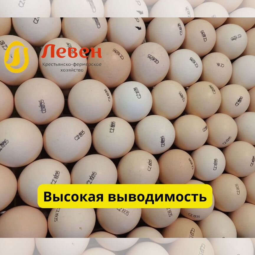 Инкубационное яйцо росс-308