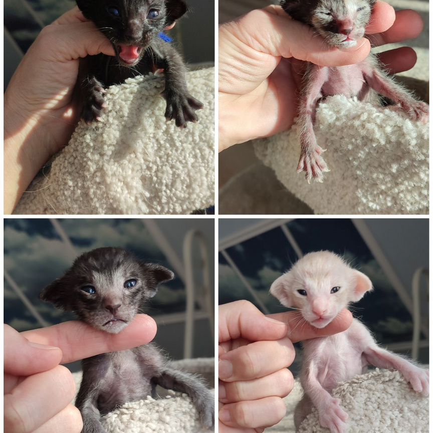 Ориентальные малыши