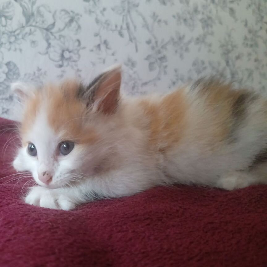 Котенок в добрые руки бесплатно