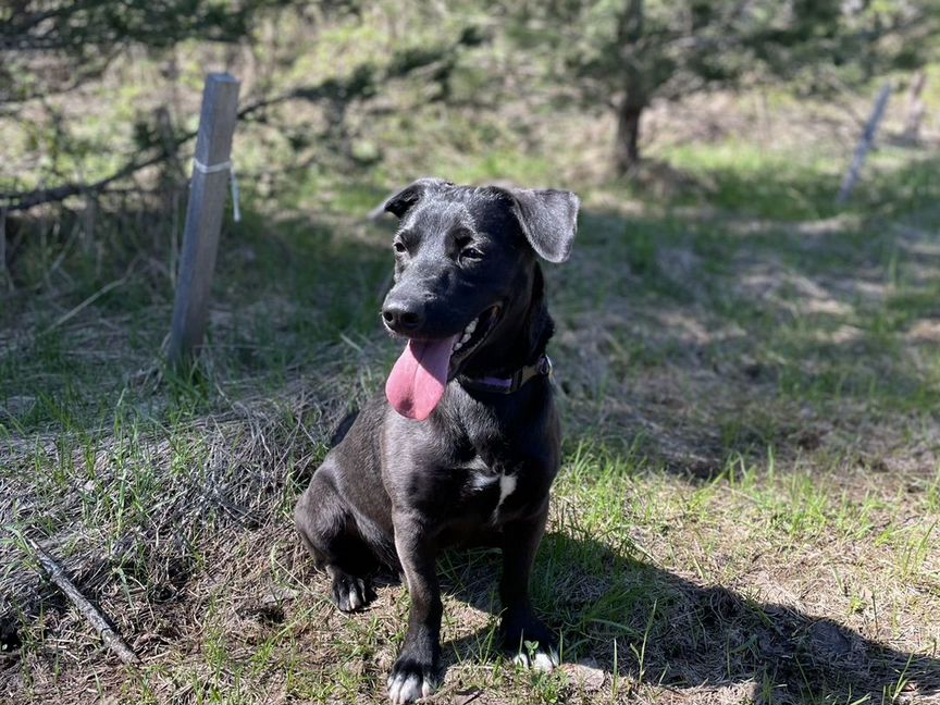 Маленькая собака в добрые руки