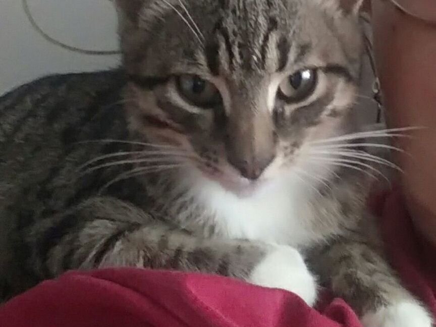 Котик и кошечка в добрые руки