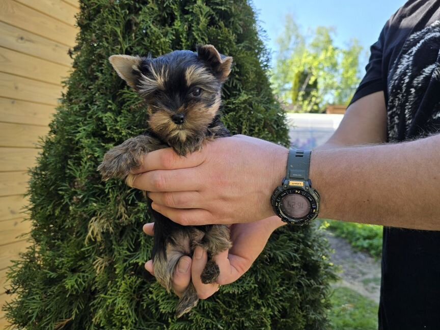 Йоркширский терьер щенки мини