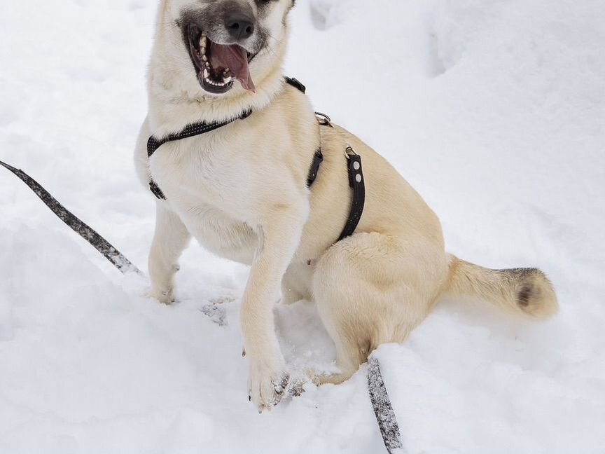 Предали Грету дважды за неполный год ее жизни