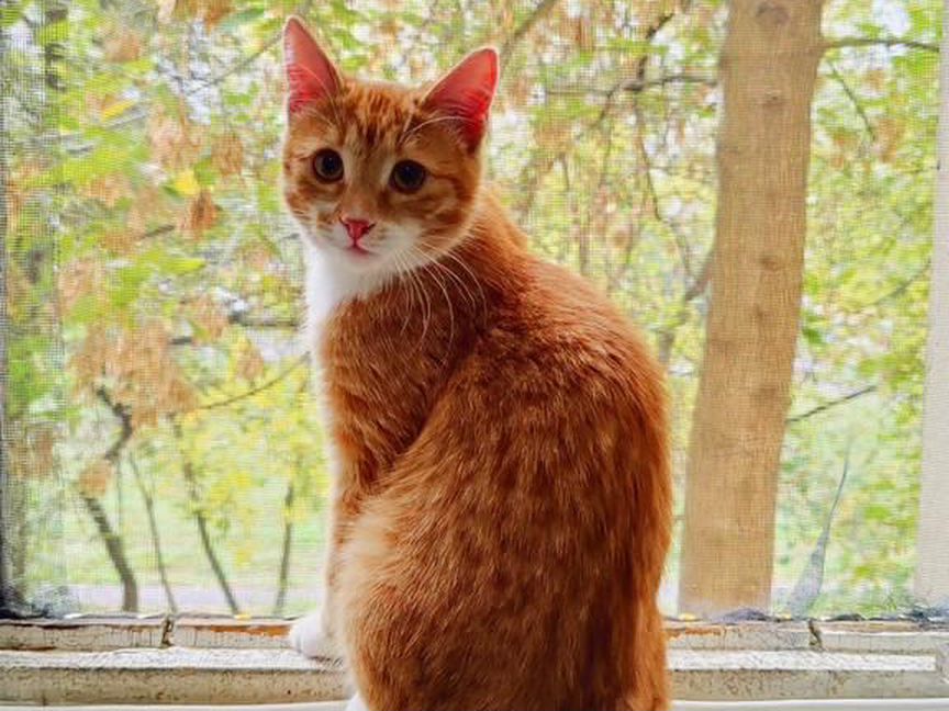 Котёнок в добрые руки