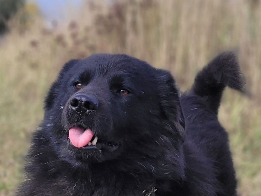 Атос в лучшие руки