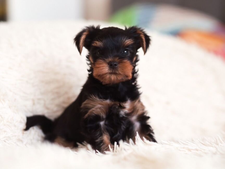 Йоркширский терьер щенки