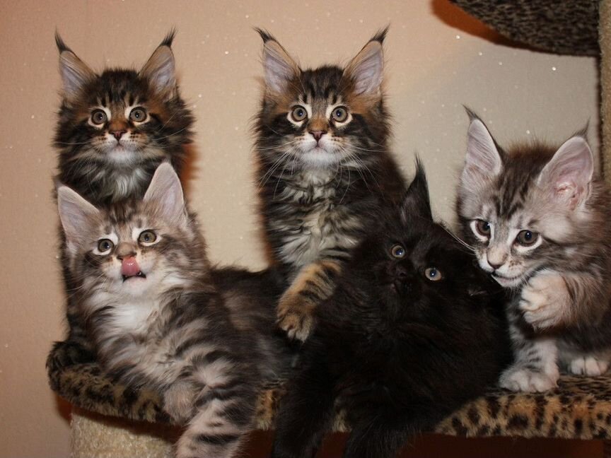 Котята мейн-кун