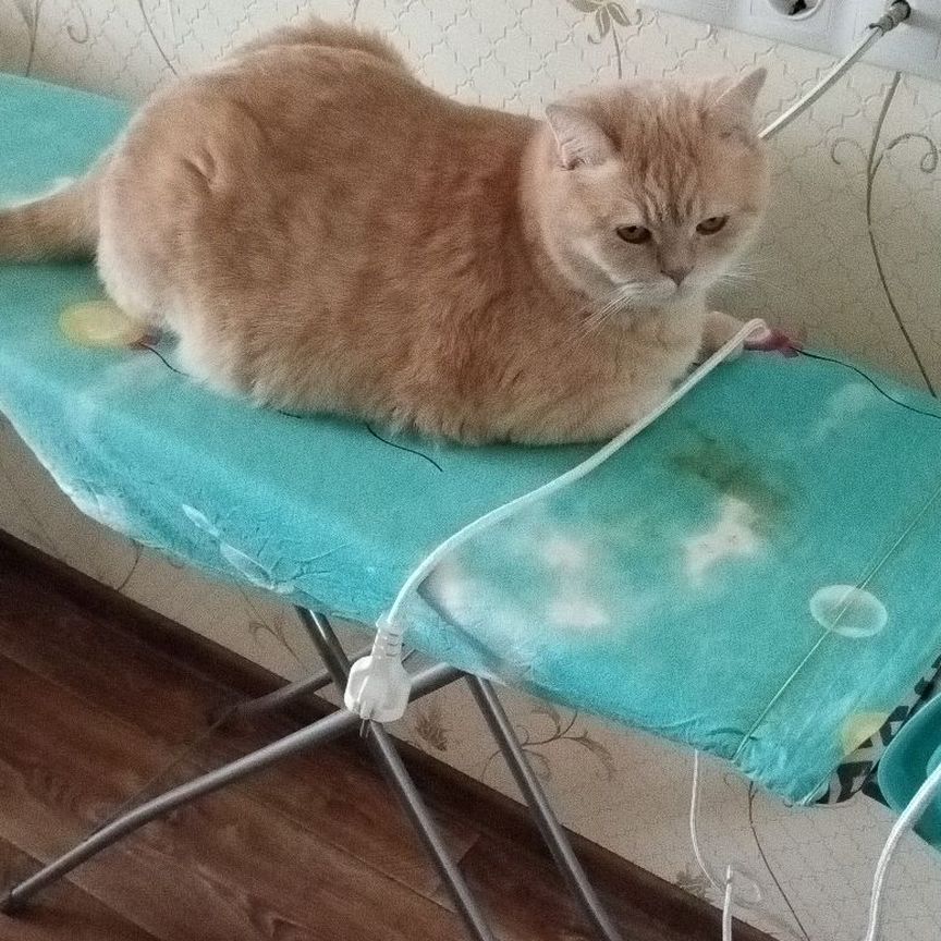 Домашние животные кошки