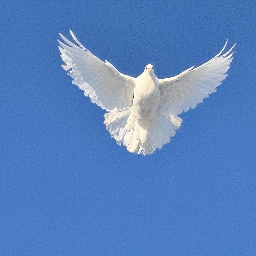 Высоколётные Николаевские голуби