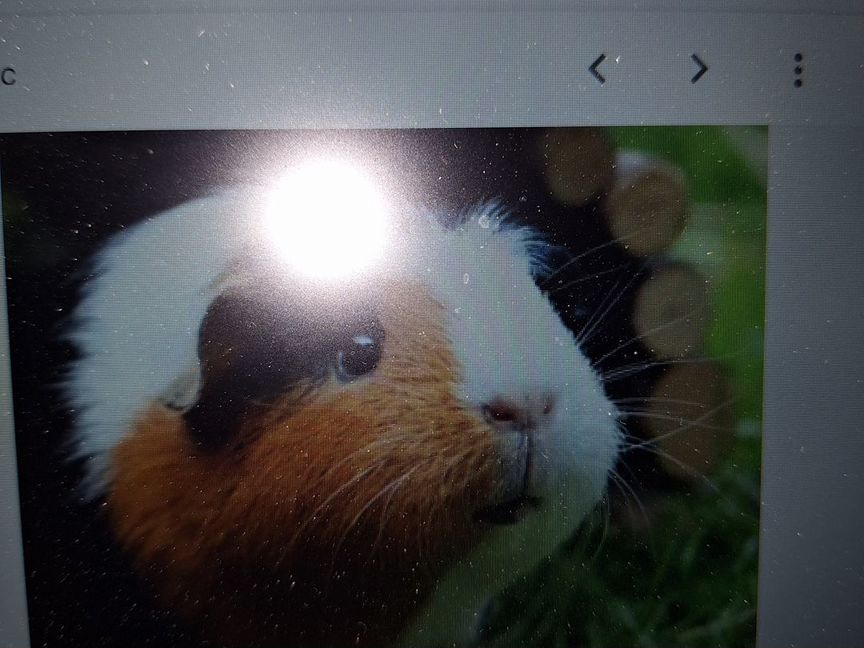 Отдам вещи для морской свинки