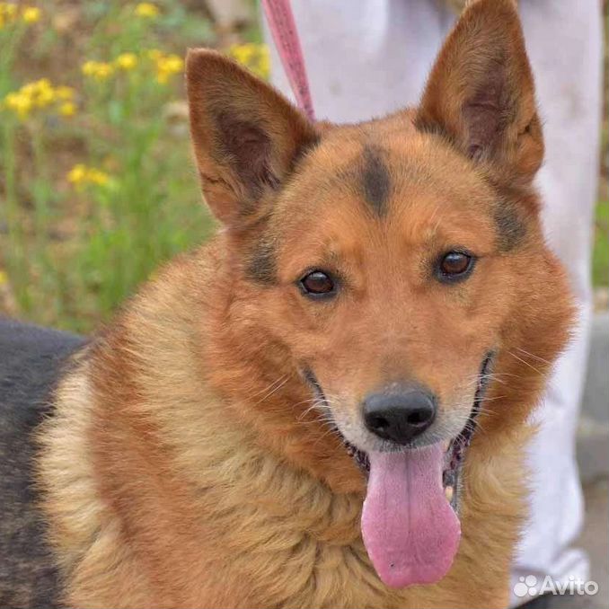 Брутальный парень в добрые руки