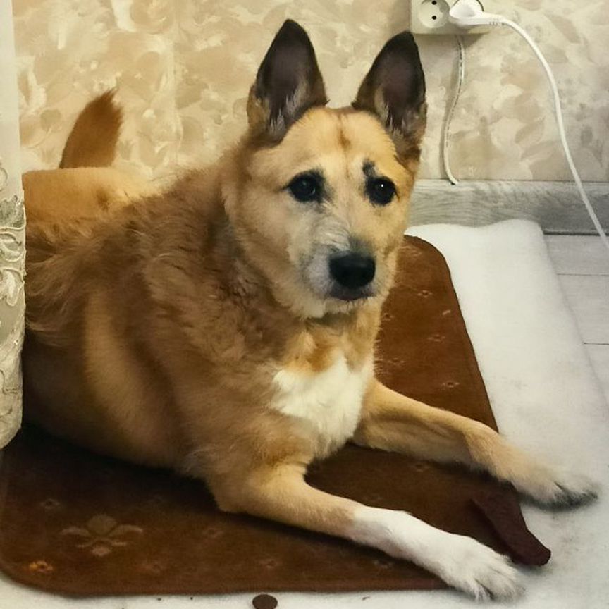 Взрослая собака в добрые руки