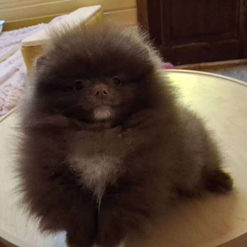 Померанский шпиц, щенок