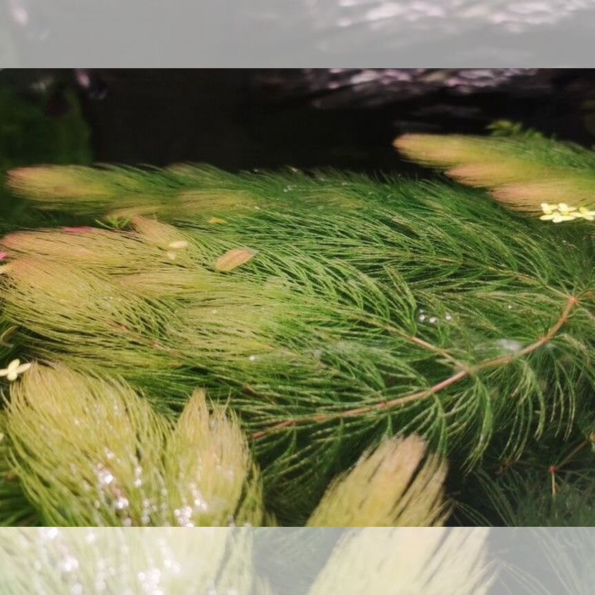 Поделюсь роголистником