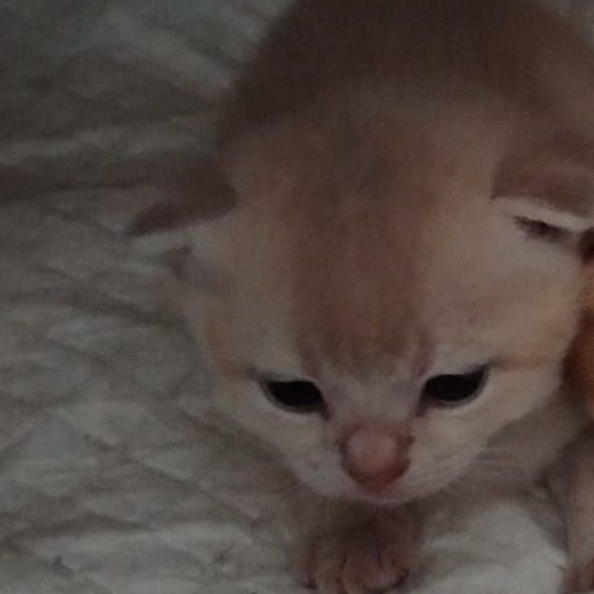 Шотландские золотые шиншиллы котята