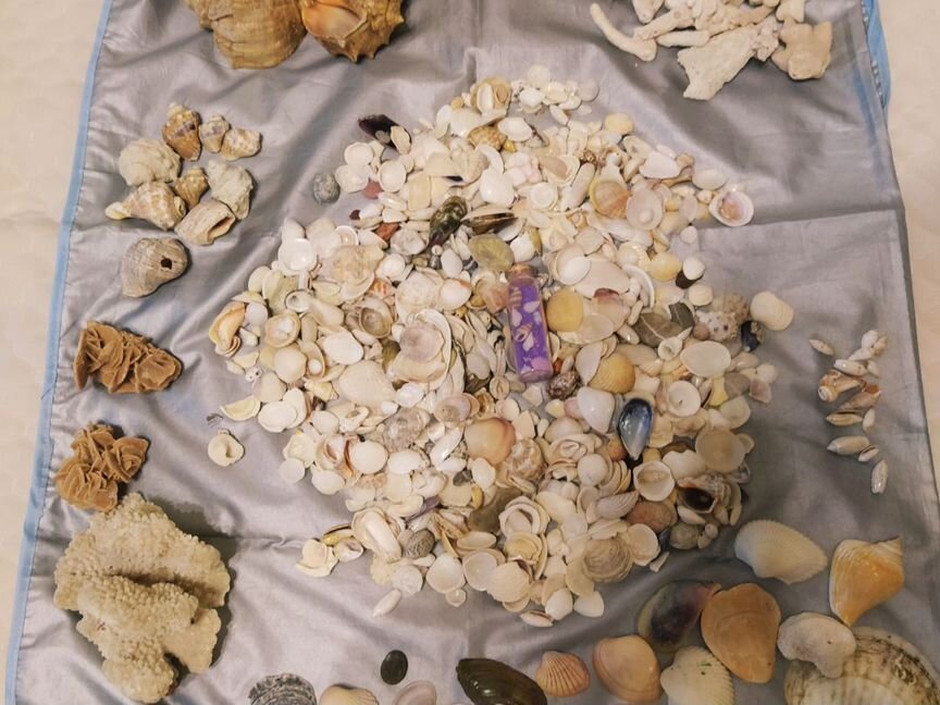 Ракушки раковины кораллы морские