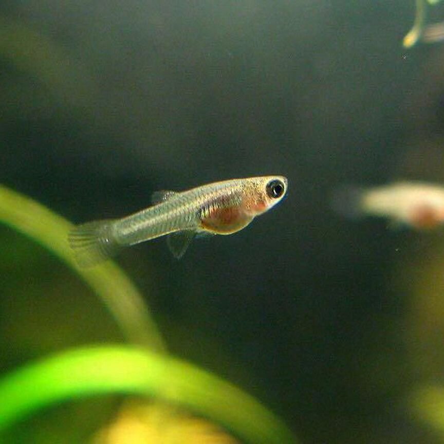 Гуппи мальки