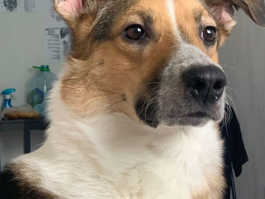 Собака в добрые руки с оплатой питания